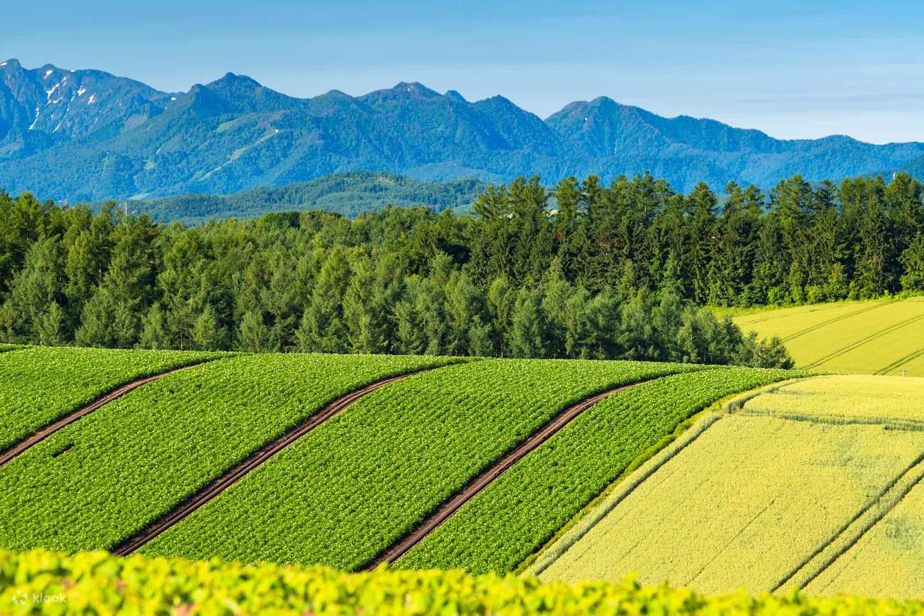 [Summer only] Hokkaido chartered car | Departing from Sapporo | Biei ...